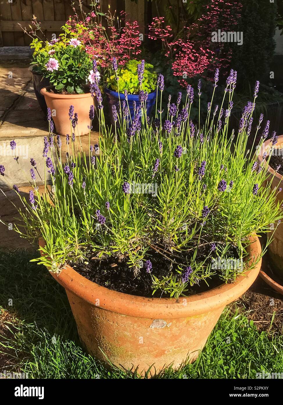 Container gardening hi-res stock photography and images - Alamy