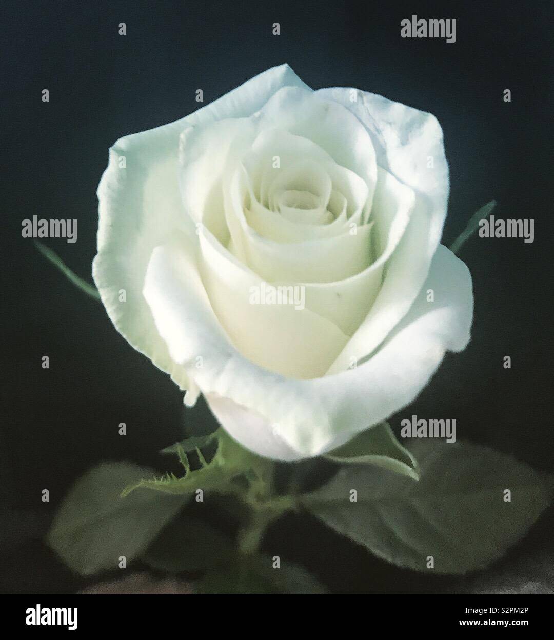 Beautiful white rose Stock Photo - Alamy