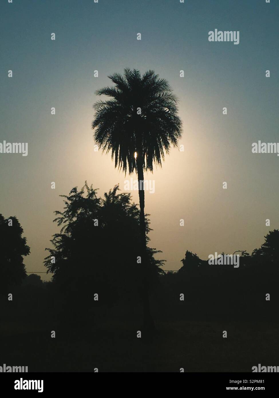 Nature | Coconut Tree | Sunset | Photography Stock Photo - Alamy