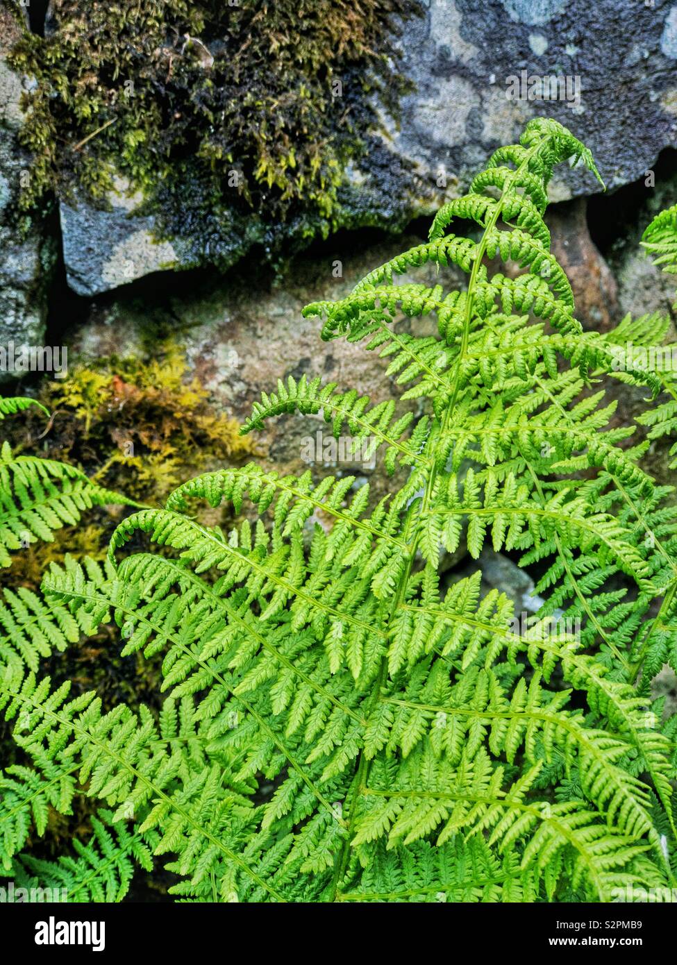 Leaf covered walls hi-res stock photography and images - Alamy