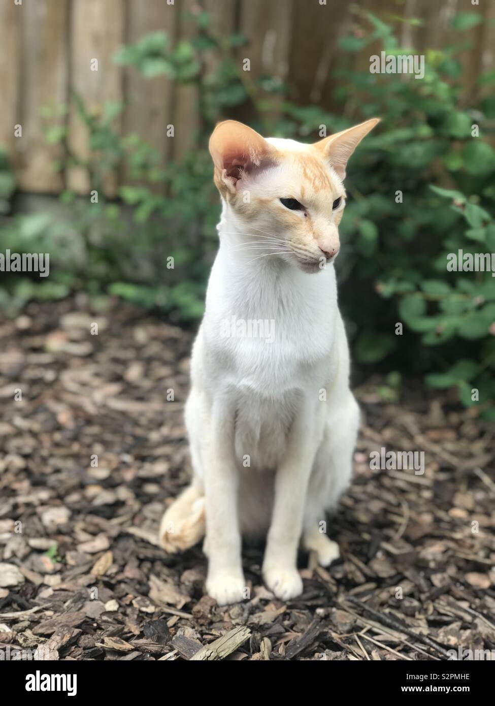 Red point siamese hi-res stock photography and images - Alamy