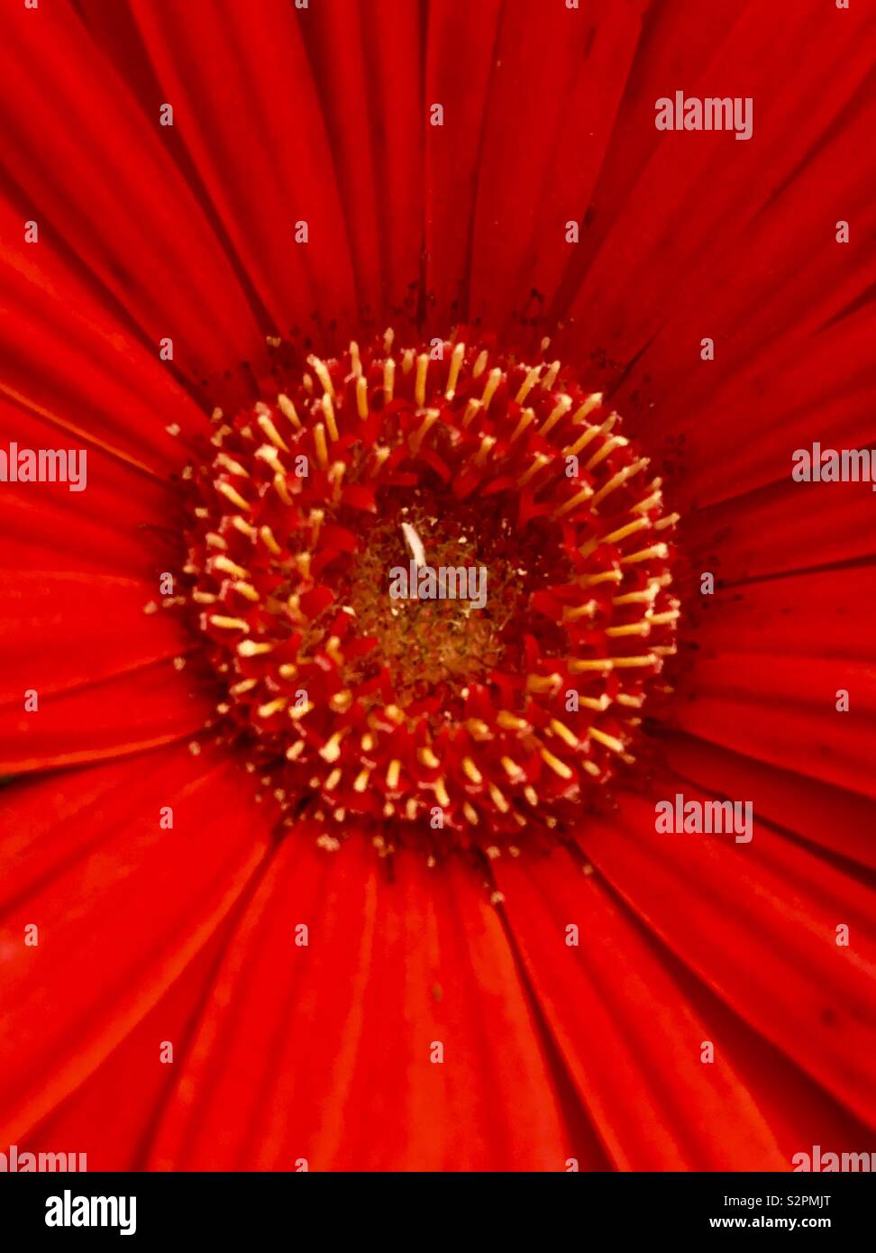 Nature color explosion hi-res stock photography and images - Alamy