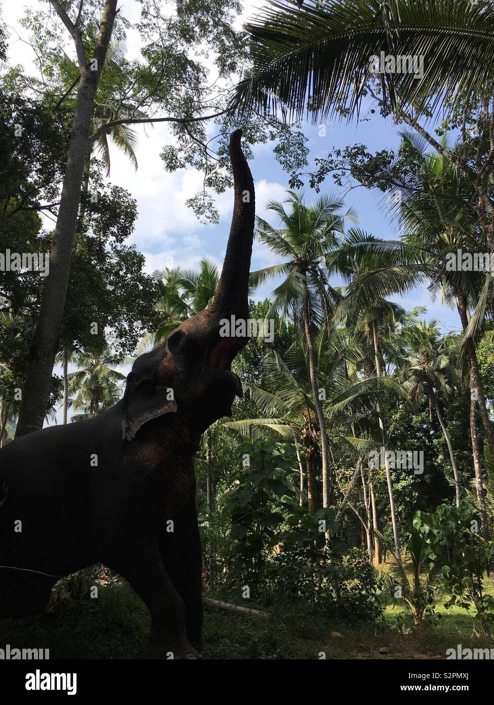 Elephant reaching hi-res stock photography and images - Alamy