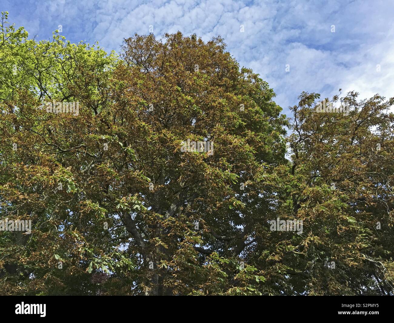 A horse chestnut (Aesculus hippocastanum) tree with leaves scorched by ...