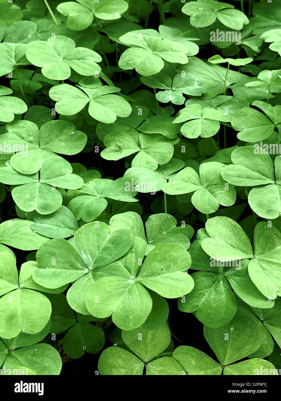 Beautiful clover hi-res stock photography and images - Alamy