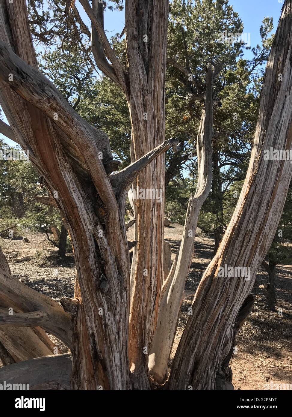 Unusual tree bark hi-res stock photography and images - Alamy