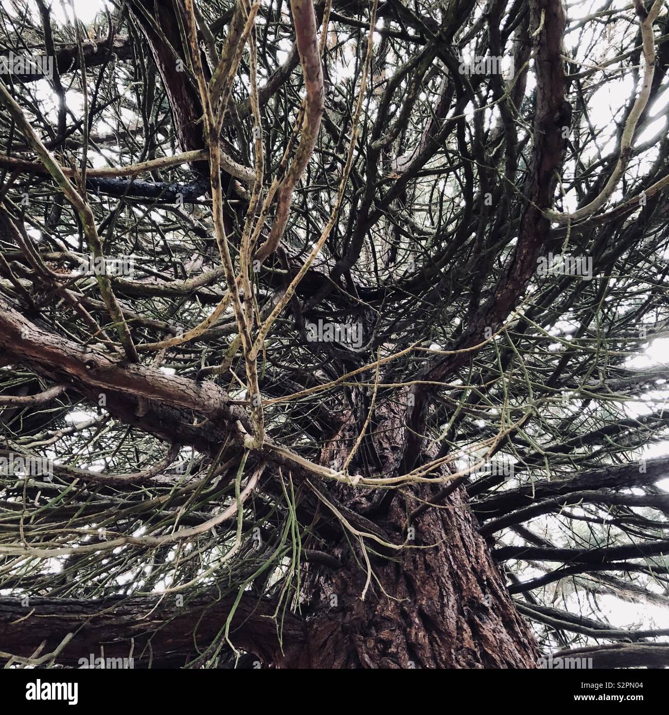 Unusual tree hi-res stock photography and images - Alamy