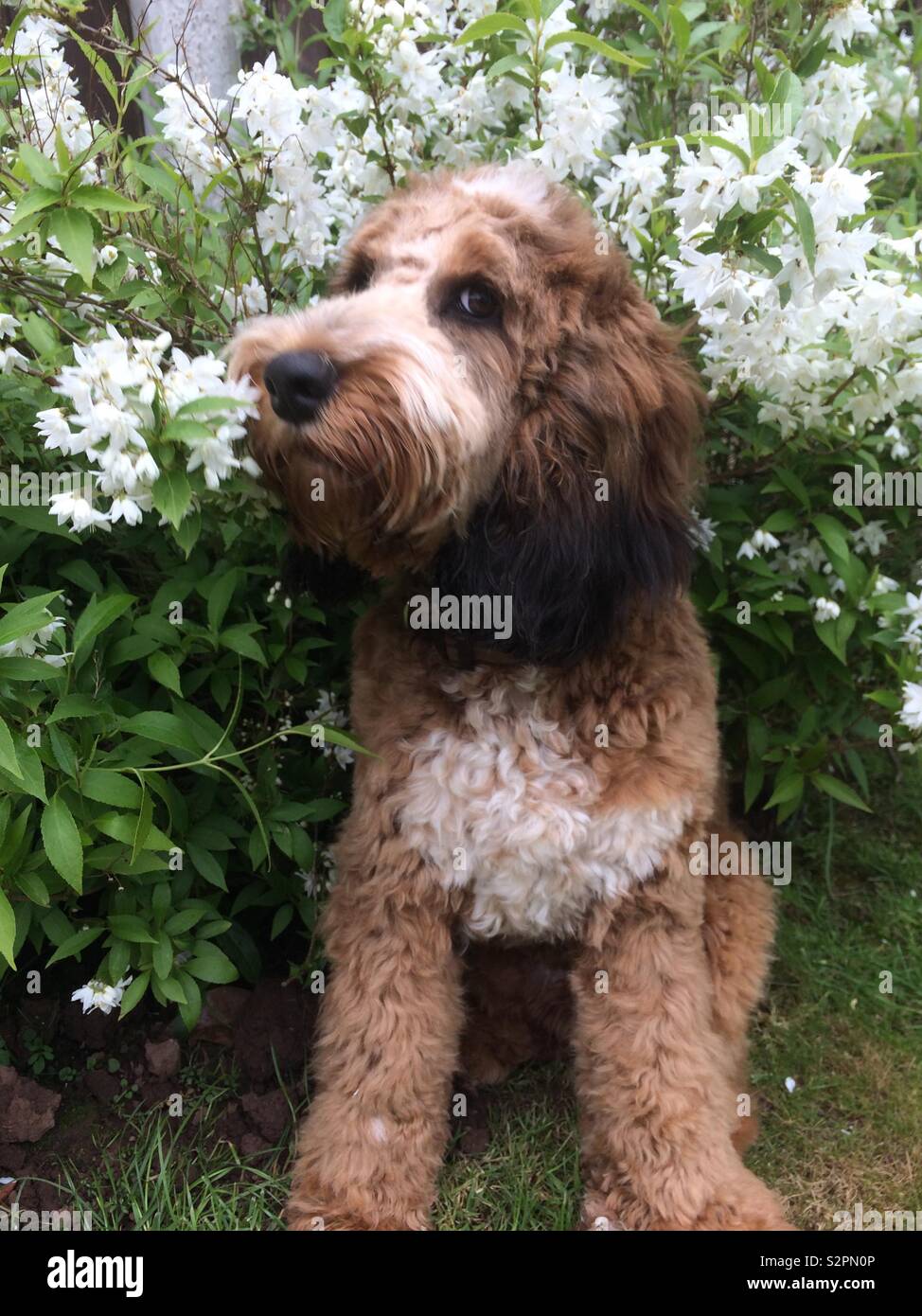 Cockerpoo puppy hi-res stock photography and images - Alamy