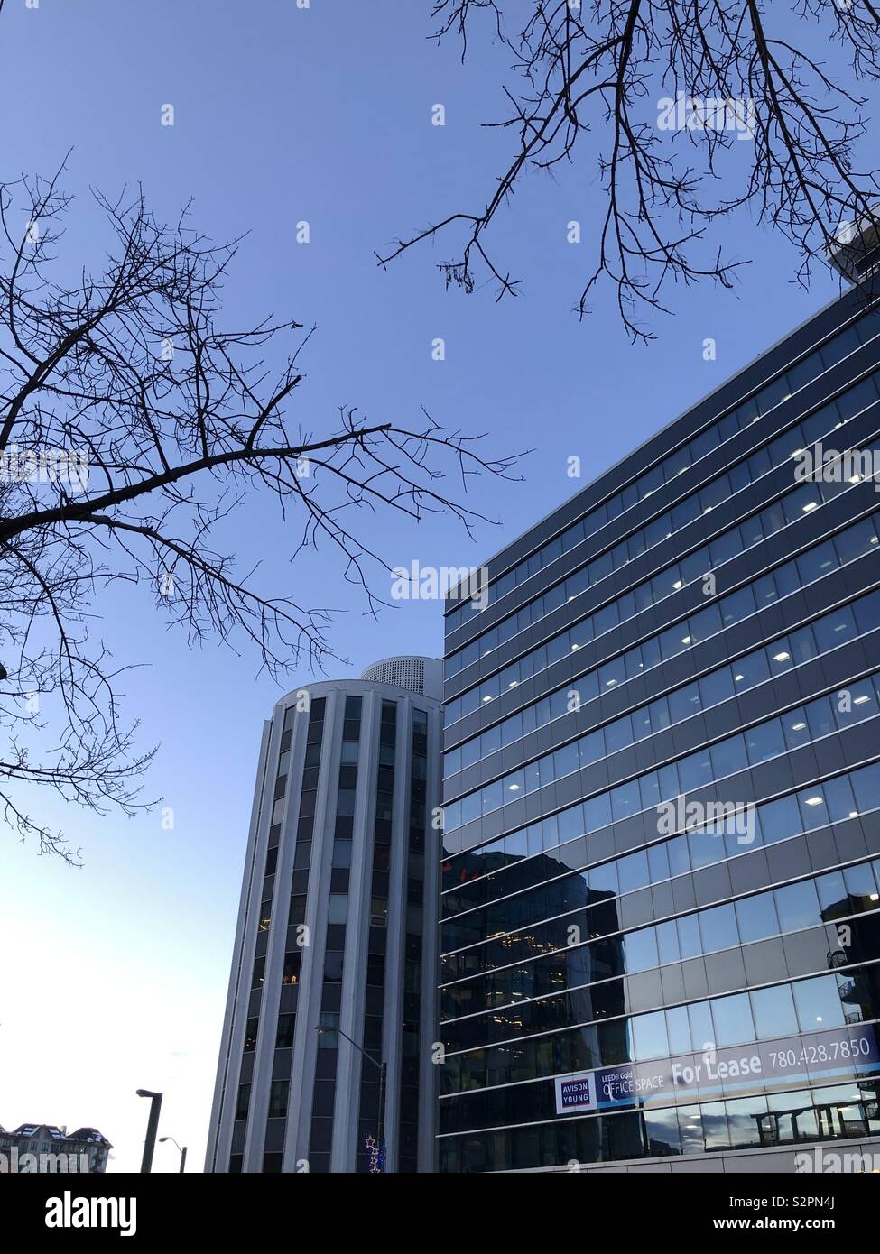 Office buildings and urban tree branches Stock Photo - Alamy