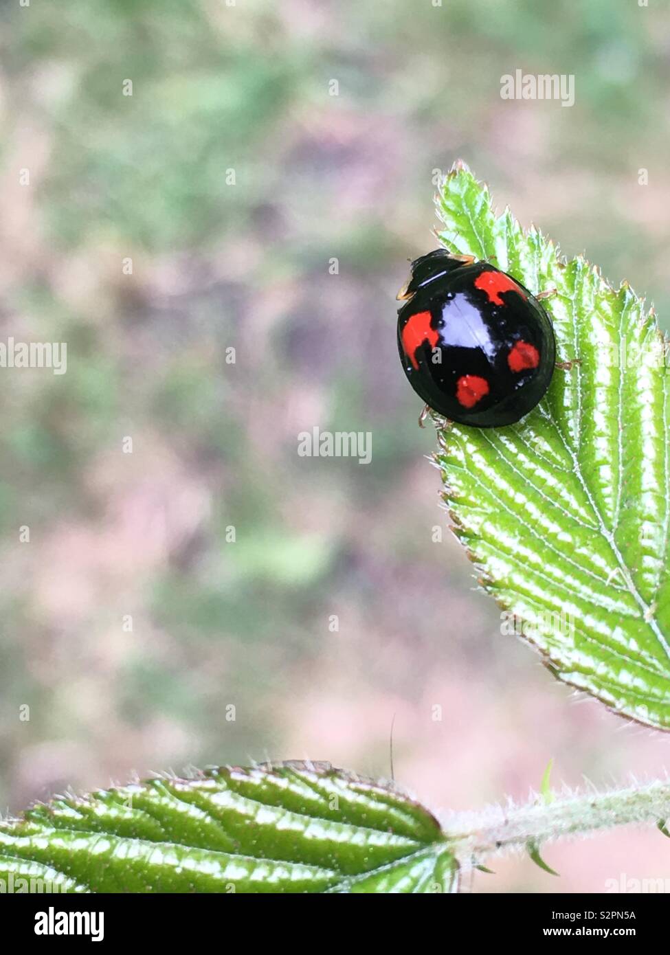 Ladybird leaf hi-res stock photography and images - Alamy