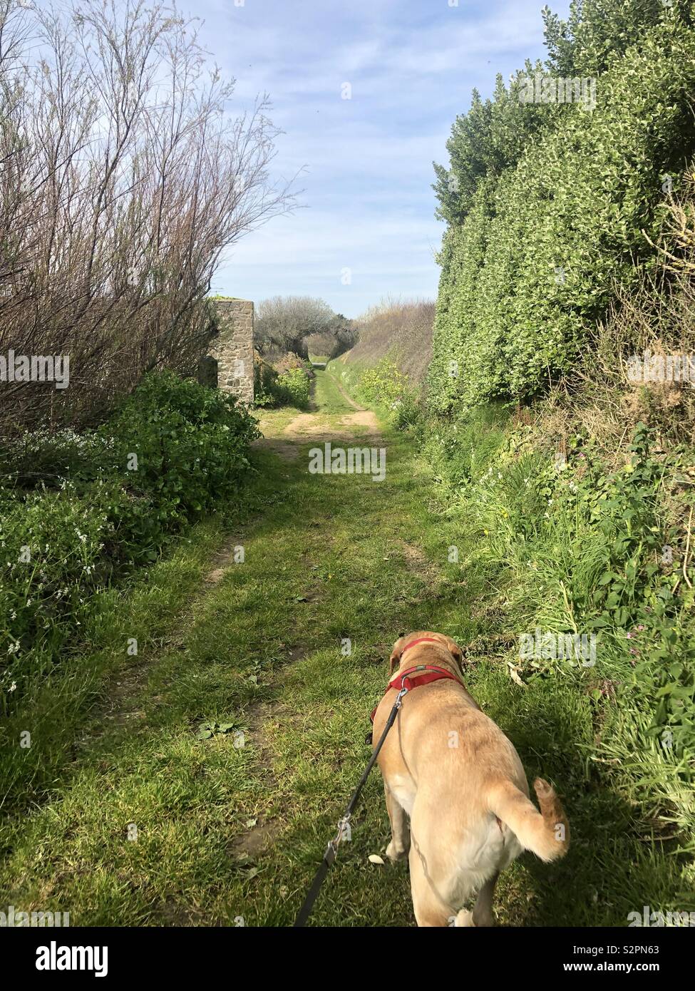 Dog on a country walk Stock Photo - Alamy