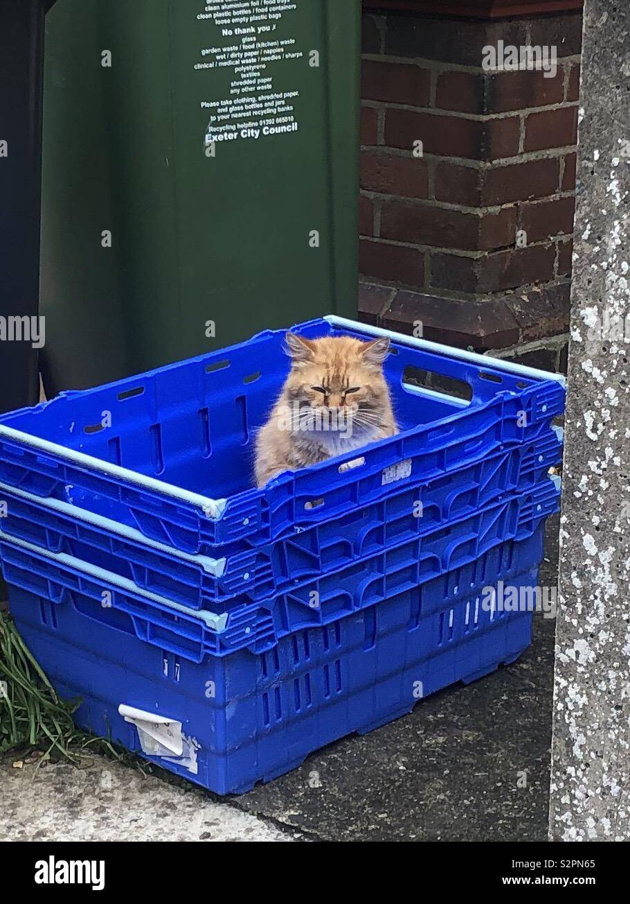 Grumpy cat hi-res stock photography and images - Alamy