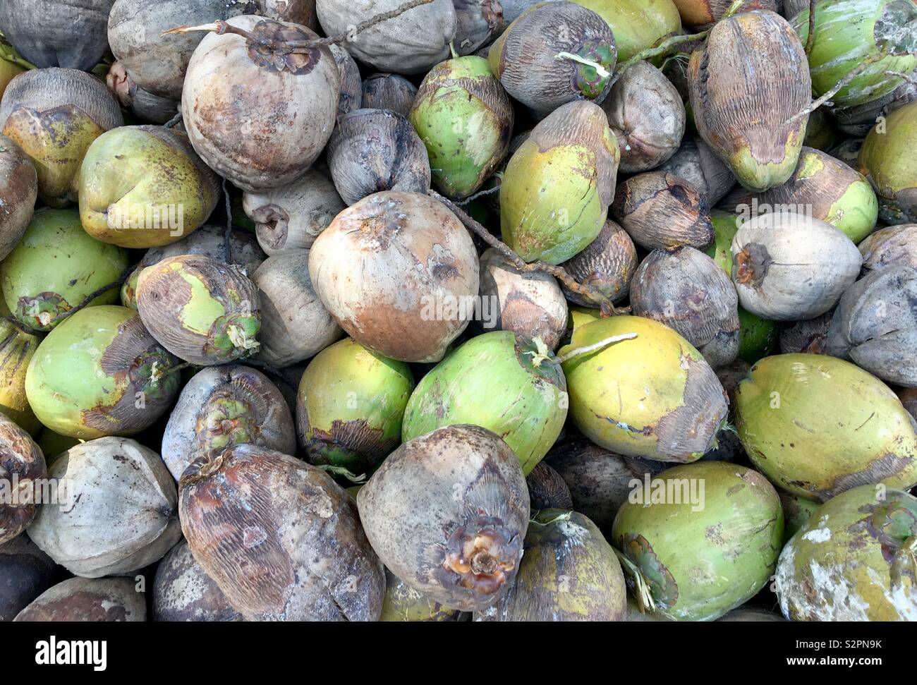 A bunch of coconuts on the ground Stock Photo - Alamy