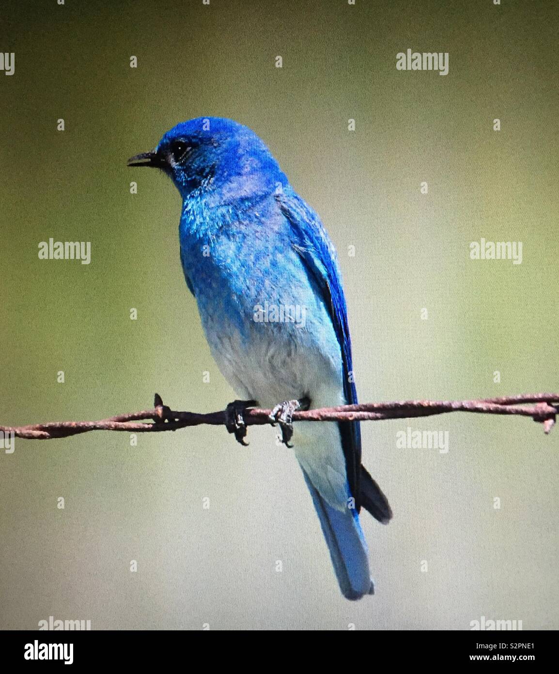 Mountain bluebird, Sialia currucoides . Blue bird, Bluebird Stock Photo ...