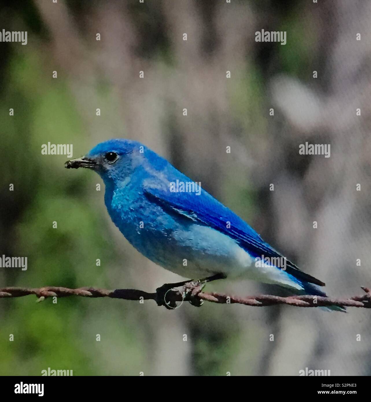 Mountain bluebird, Sialia currucoides . Blue bird, Bluebird Stock Photo ...