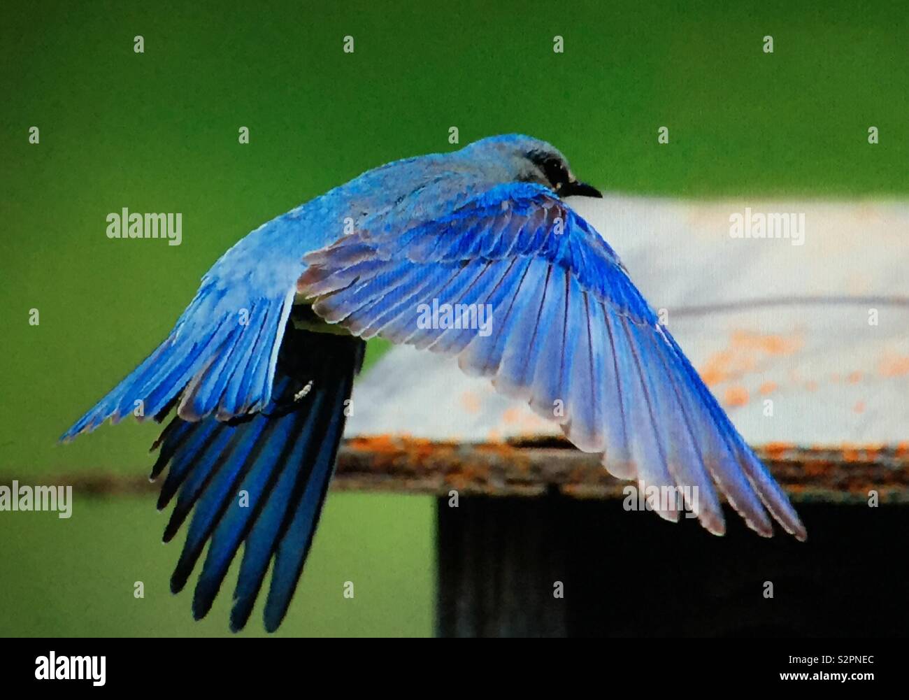 Mountain bluebird, Sialia currucoides . Blue bird, Bluebird Stock Photo ...