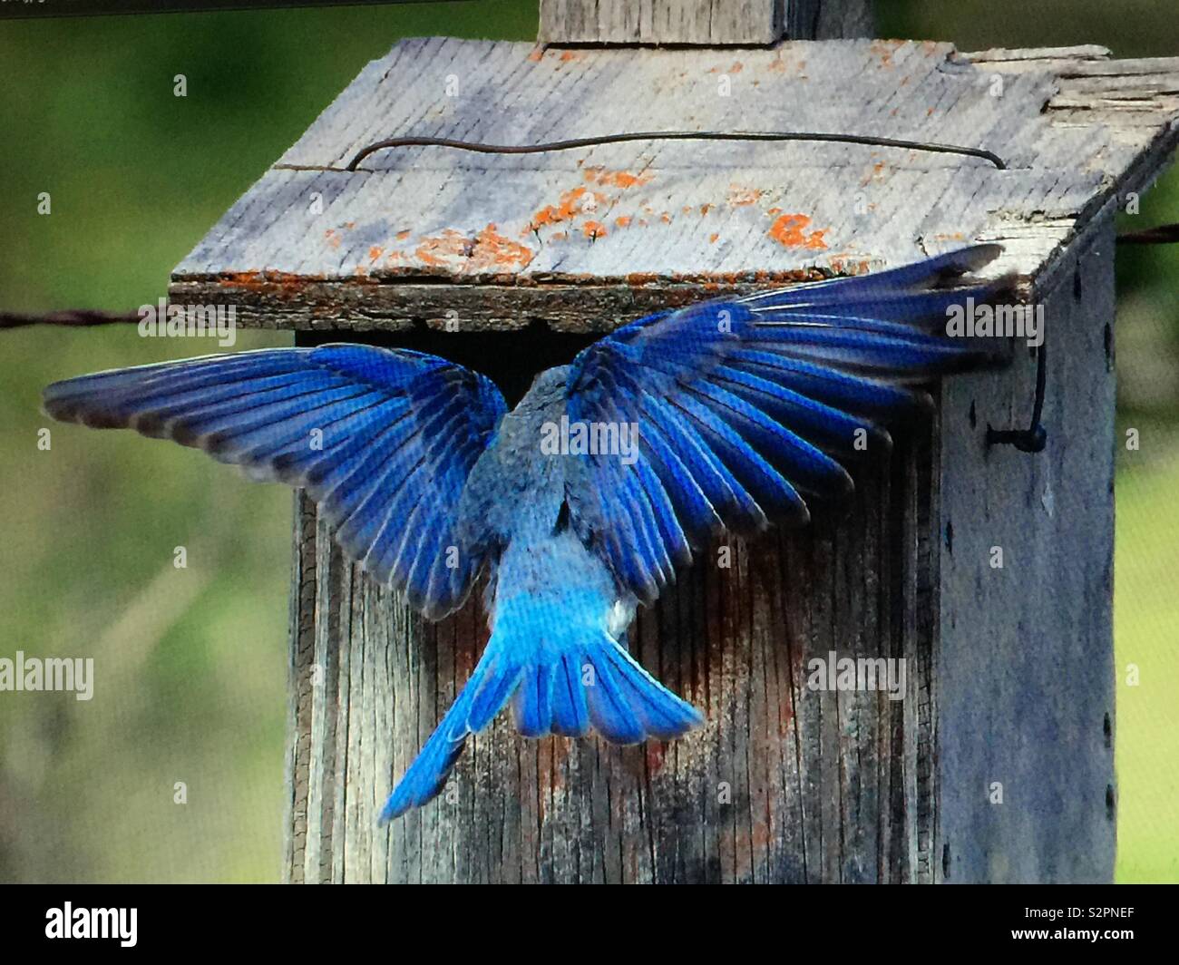 Mountain bluebird, Sialia currucoides . Blue bird, Bluebird Stock Photo ...