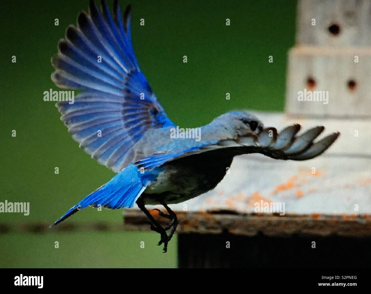 Mountain bluebird, Sialia currucoides . Blue bird, Bluebird Stock Photo ...