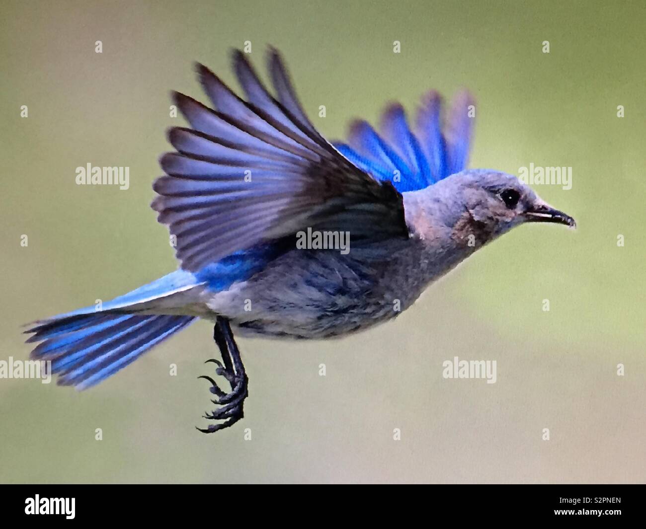Mountain bluebird, Sialia currucoides . Blue bird, Bluebird Stock Photo ...