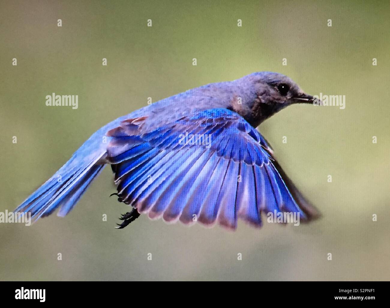 Mountain bluebird, Sialia currucoides Stock Photo - Alamy