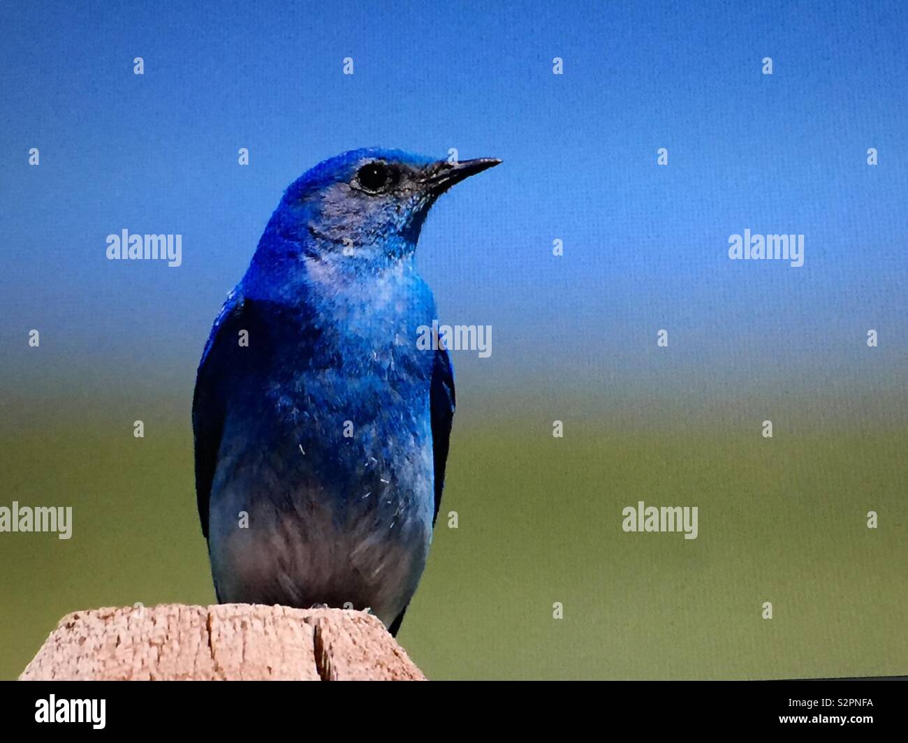 Mountain bluebird, Sialia currucoides . Blue bird, Bluebird Stock Photo ...