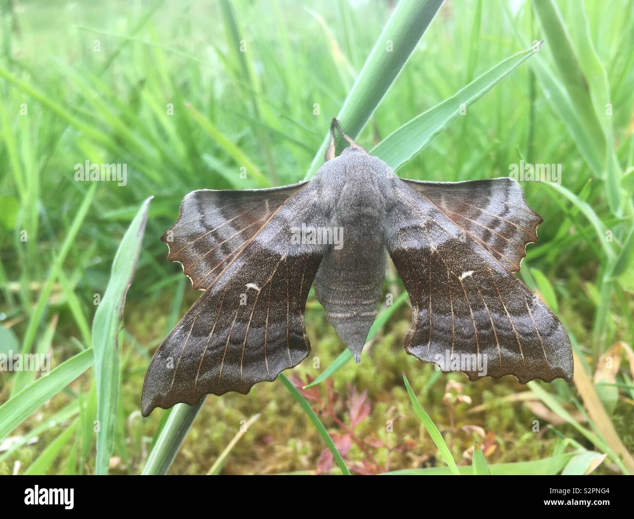 Rain moth hi-res stock photography and images - Alamy