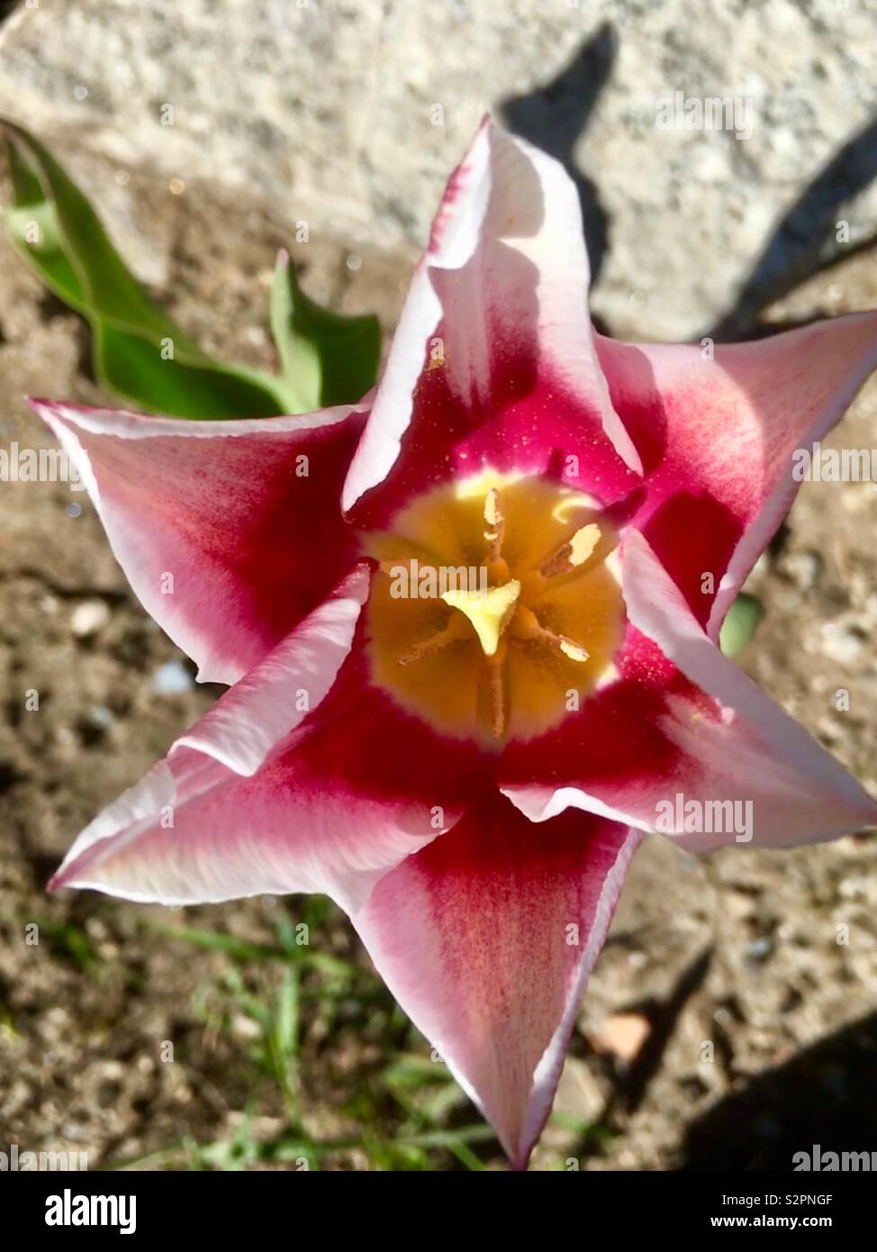 My tulip seen from above Stock Photo - Alamy