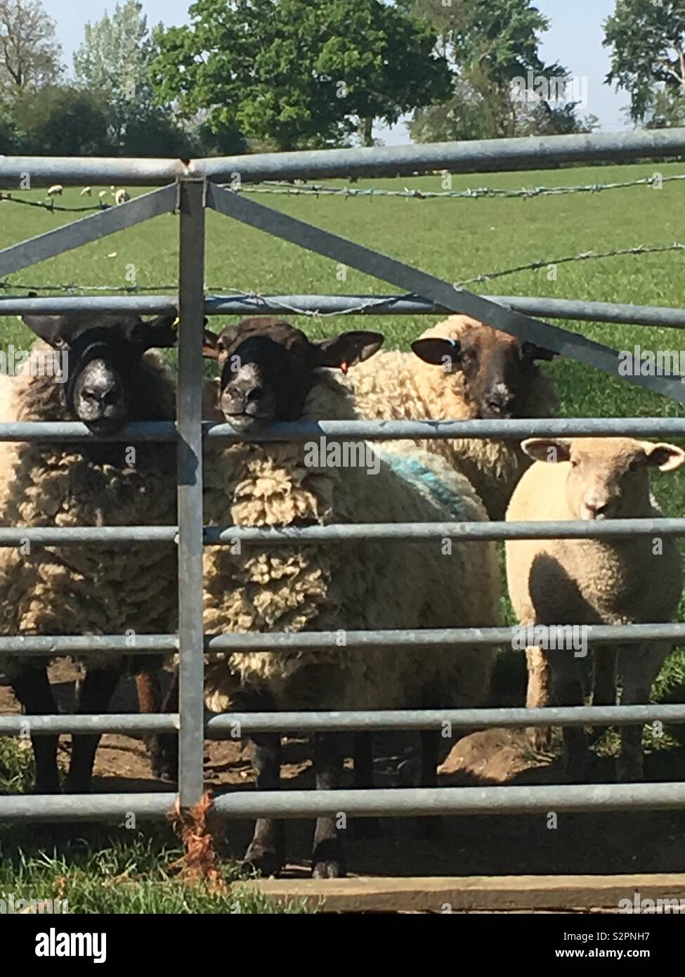 Sheep at gate hi-res stock photography and images - Alamy