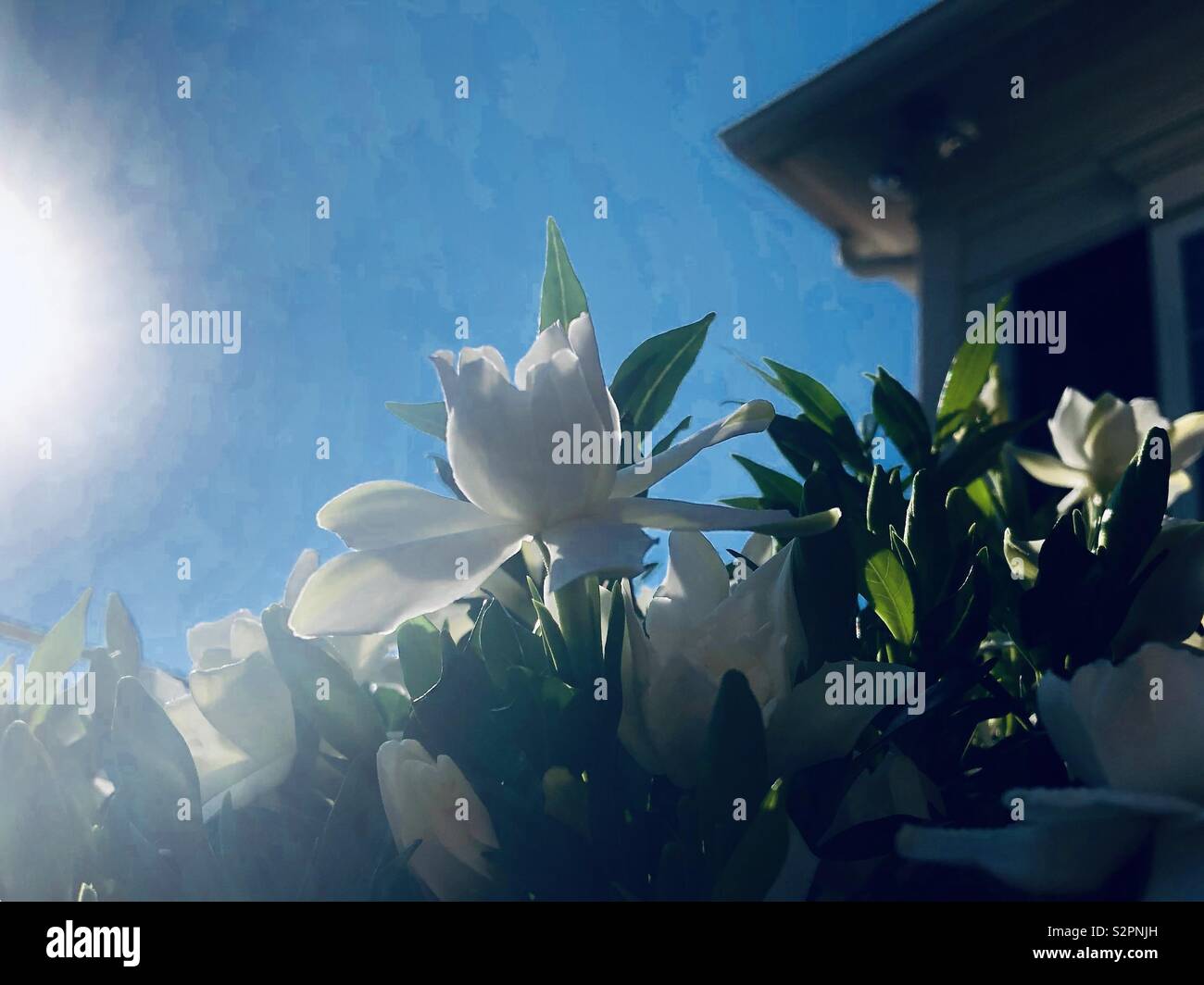 Front yard sun hi-res stock photography and images - Alamy