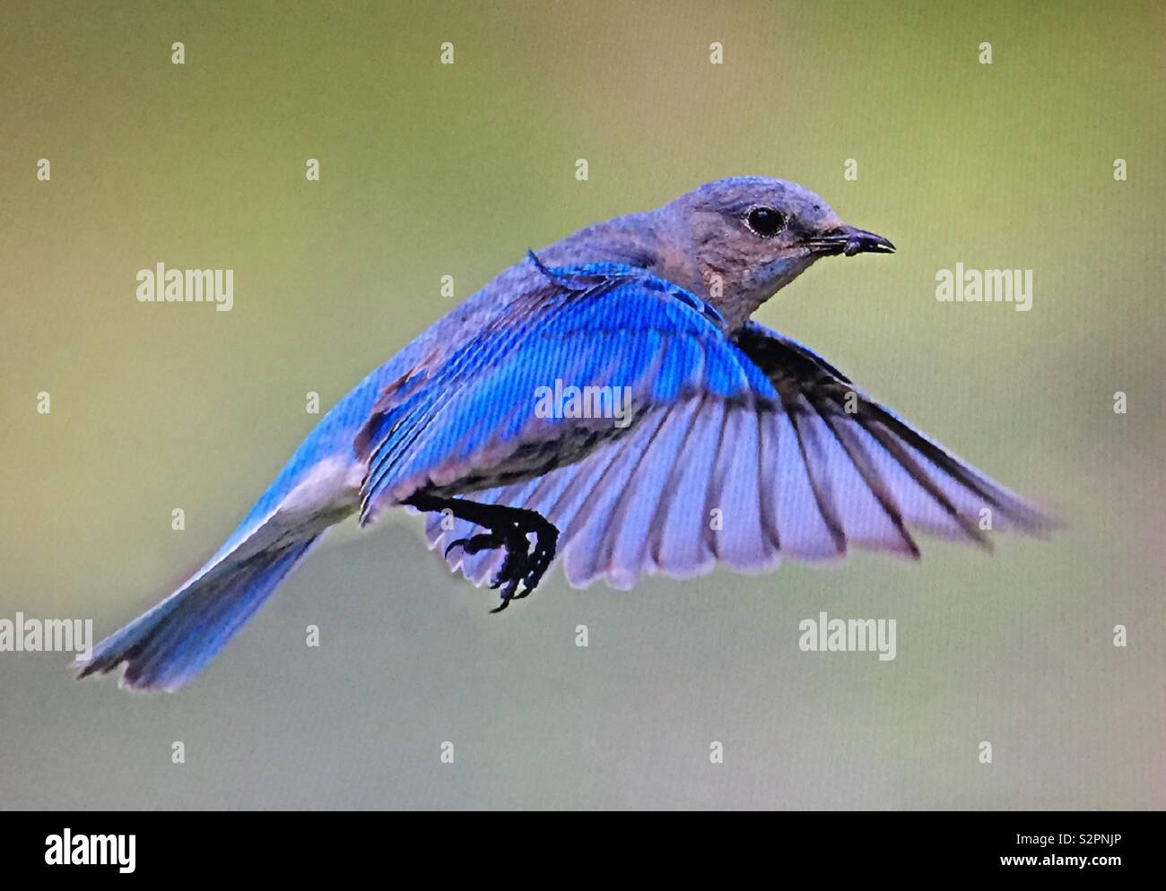 Mountain Bluebird, Sialia currucoides . Blue bird, Bluebird Stock Photo ...