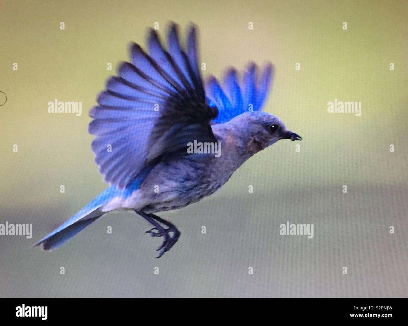 Mountain Bluebird, Sialia currucoides . Blue bird, Bluebird Stock Photo ...