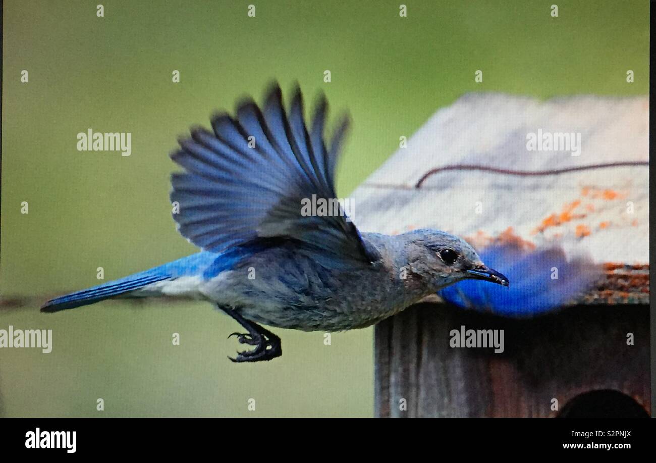 Mountain Bluebird, Sialia currucoides . Blue bird, Bluebird Stock Photo ...