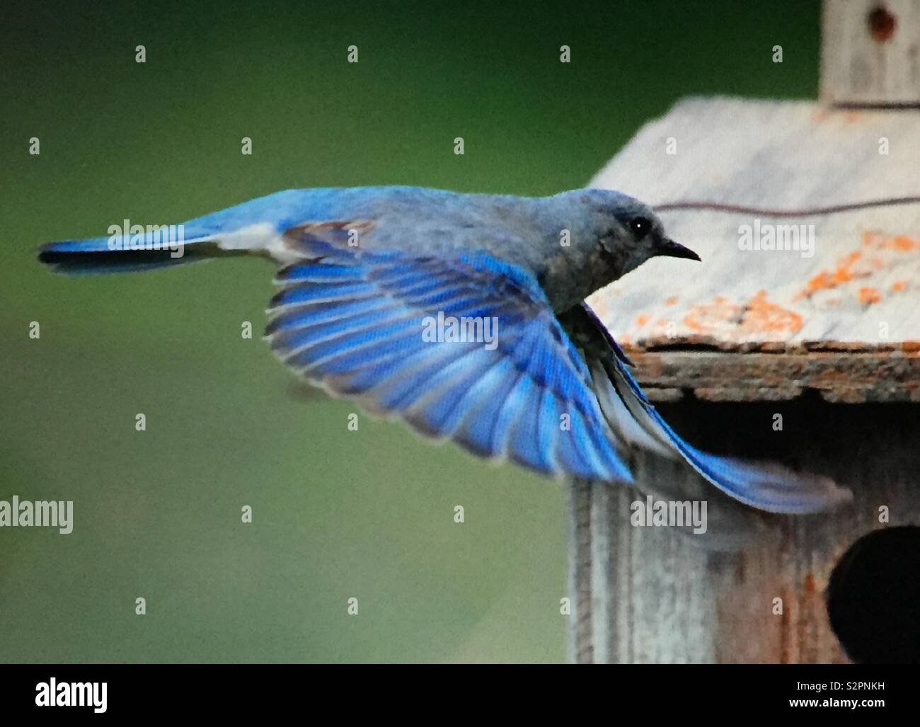 Mountain Bluebird, Sialia currucoides . Blue bird, Bluebird Stock Photo ...
