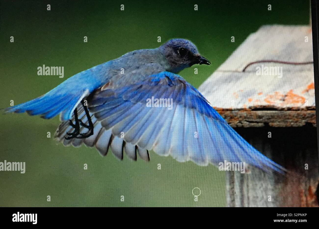 Mountain Bluebird, Sialia currucoides . Blue bird, Bluebird Stock Photo ...