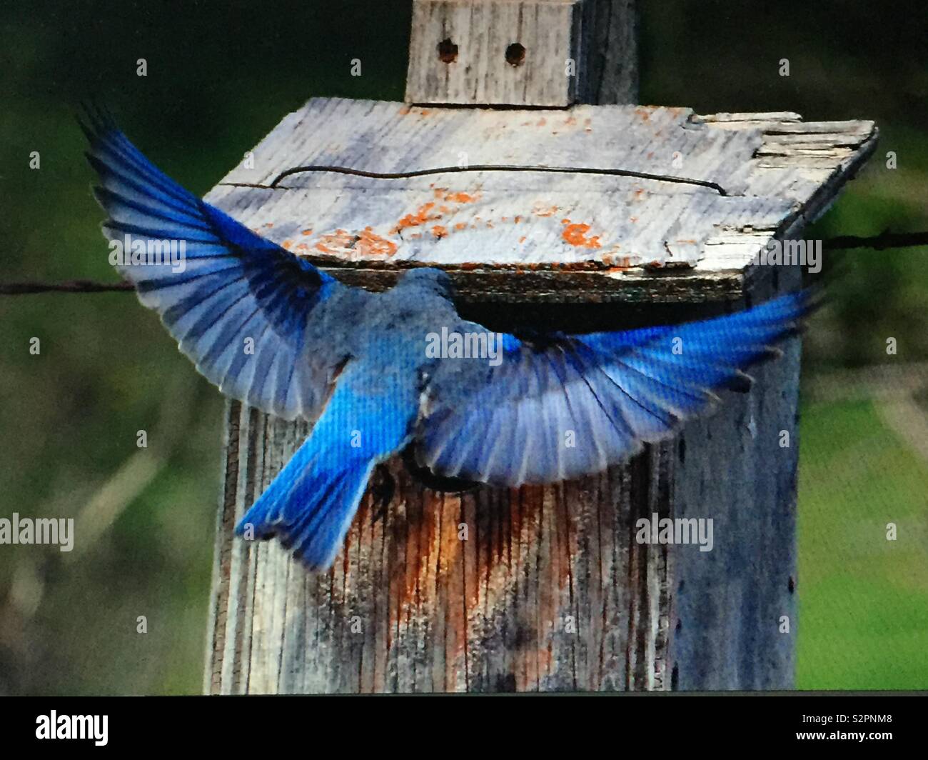 Mountain Bluebird, Sialia currucoides. Blue bird, Bluebird Stock Photo ...