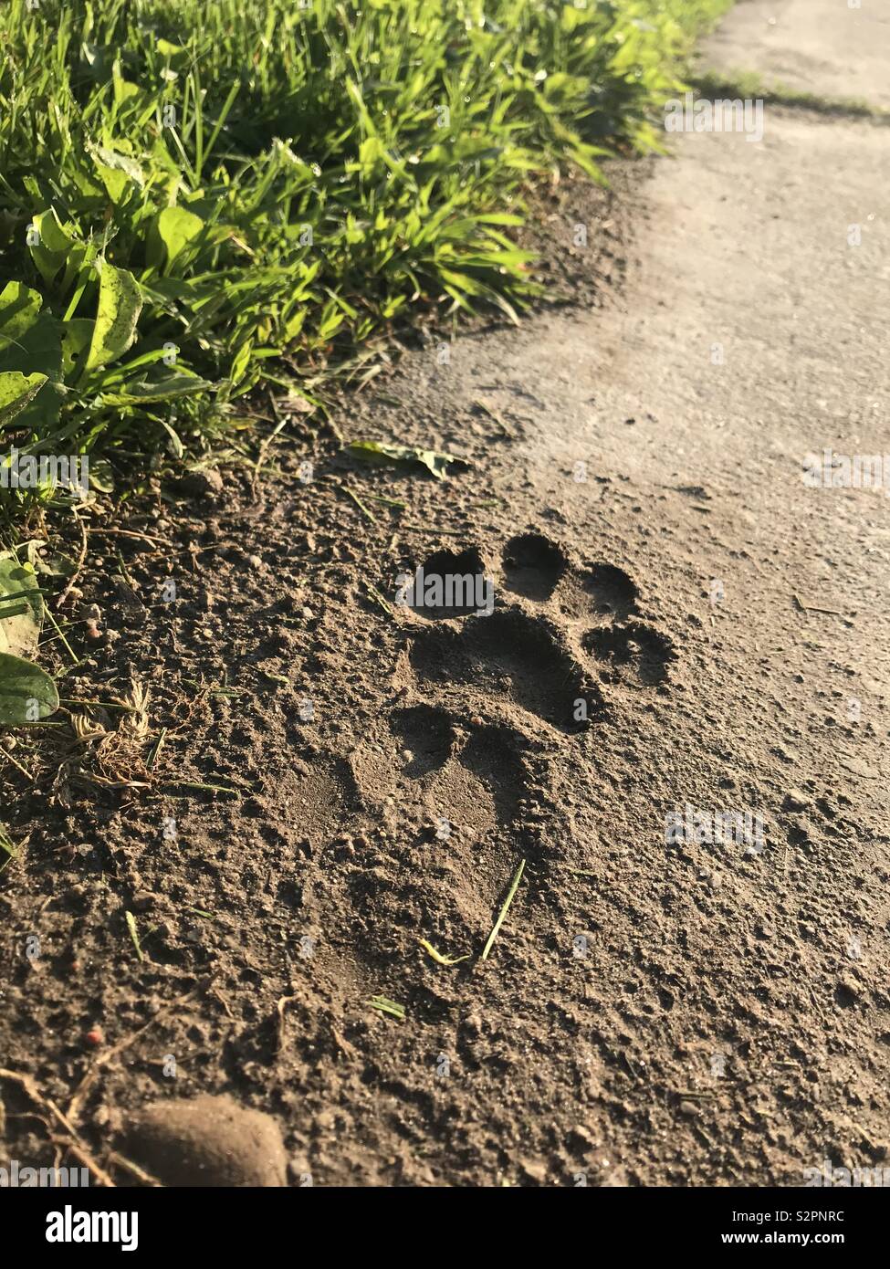 Dog Paw Print Stock Photos & Dog Paw Print Stock Images - Alamy