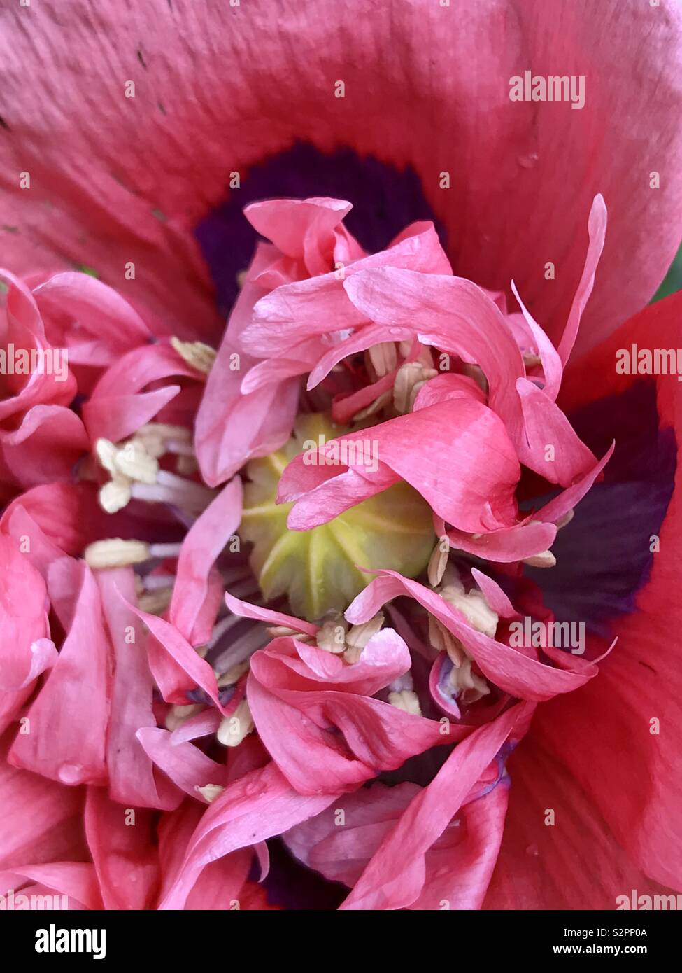 Oriental Poppy Pink High Resolution Stock Photography and Images - Alamy