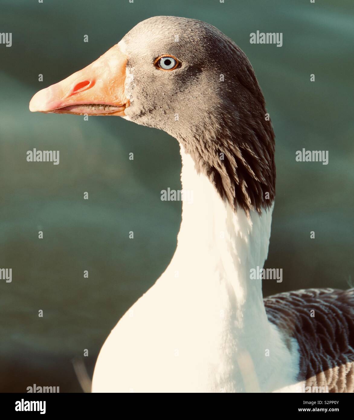 The blue-eyed Goose Stock Photo - Alamy