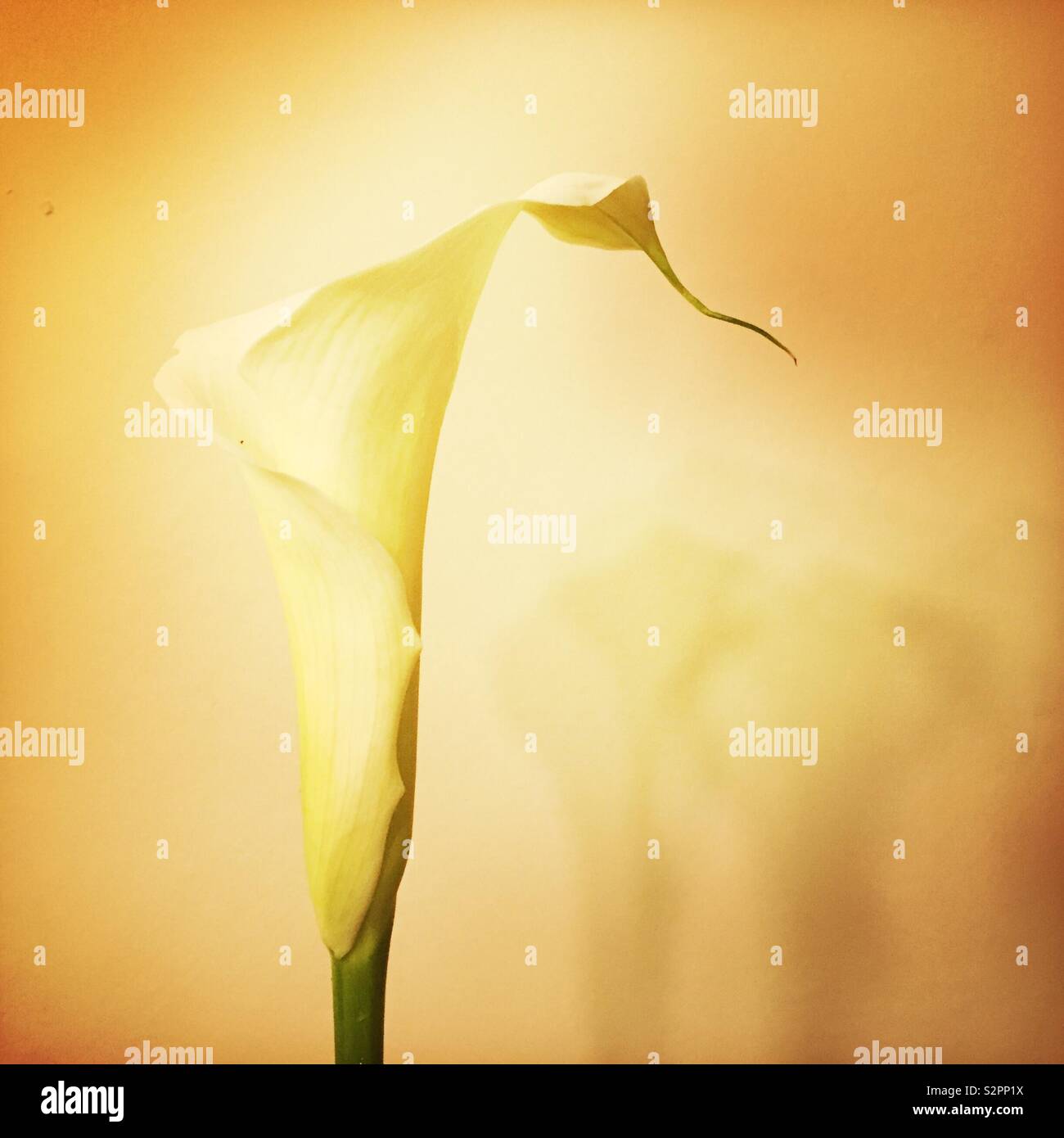 Luminous flower hi-res stock photography and images - Alamy