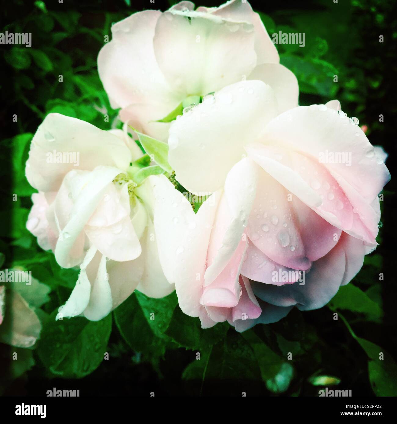 Rain on roses hi-res stock photography and images - Alamy
