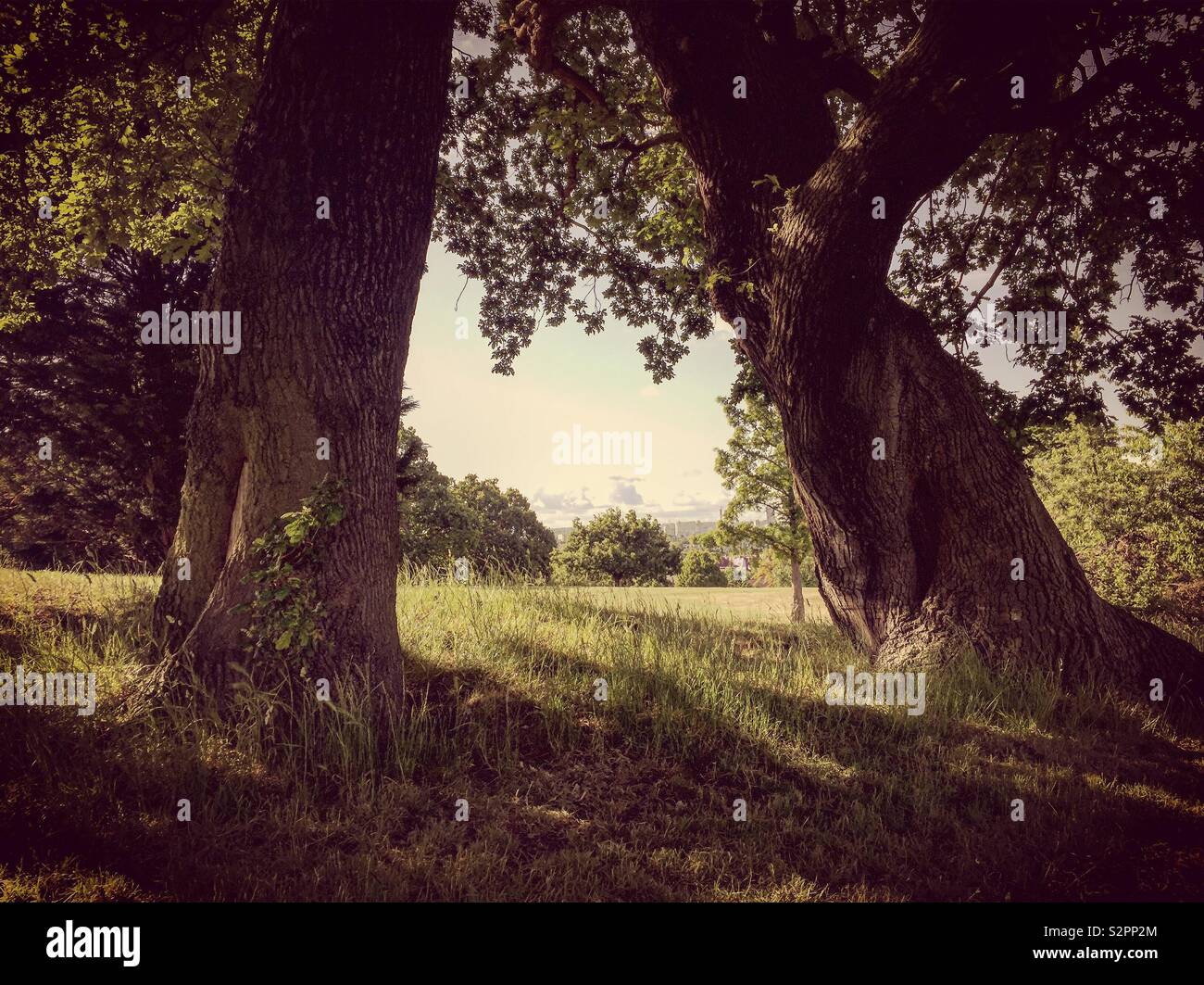 View through the oak trees Stock Photo - Alamy