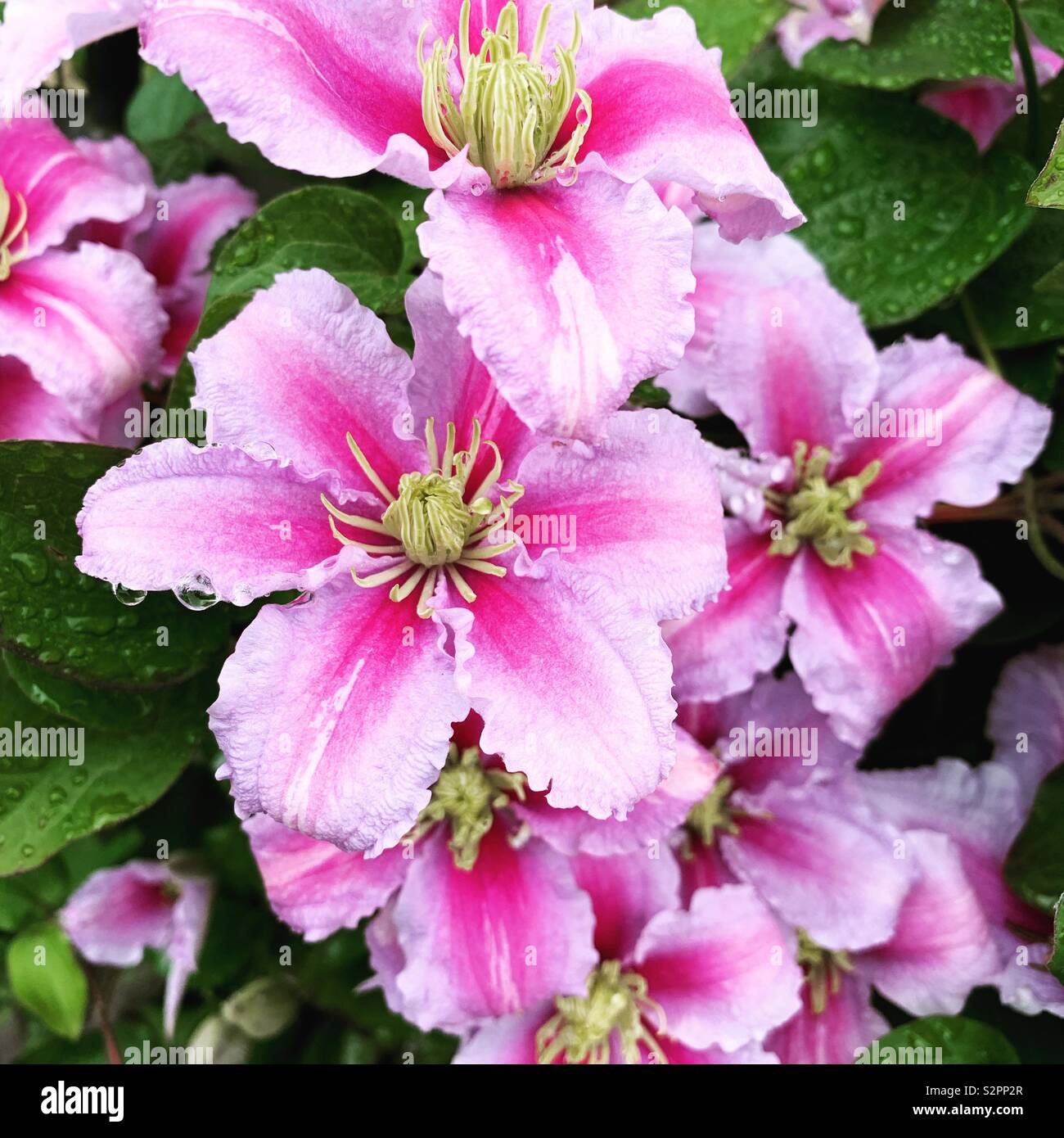 Pink clematis hi-res stock photography and images - Alamy