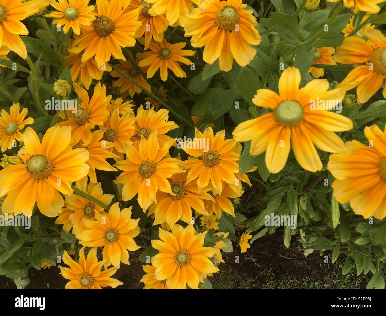 Big sun flowers hi-res stock photography and images - Alamy
