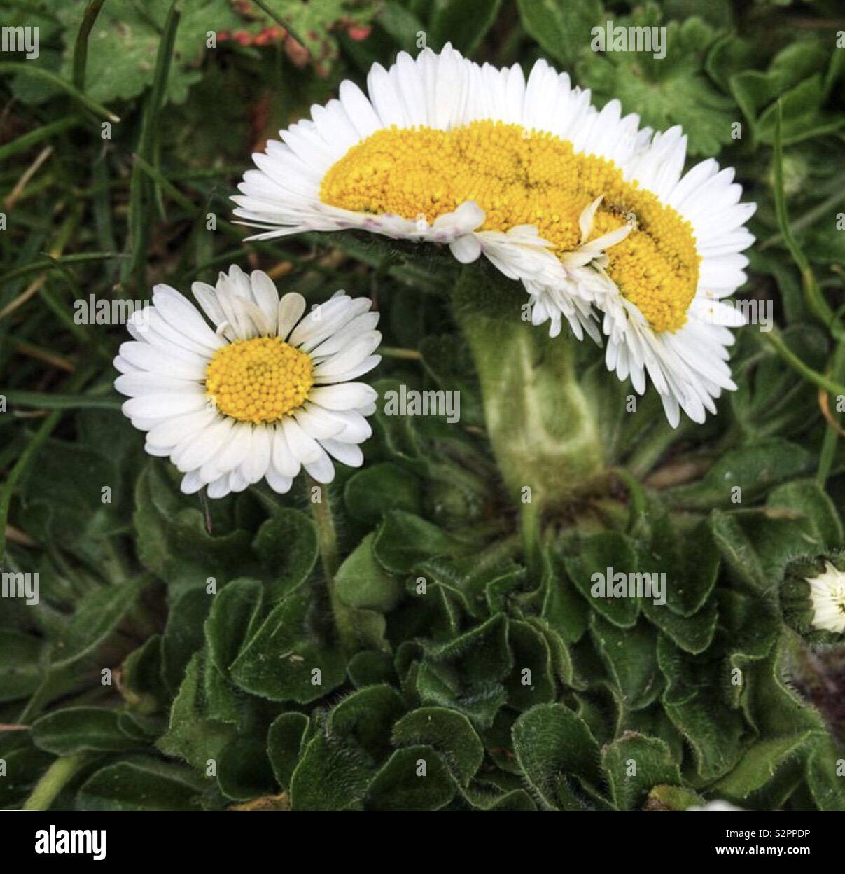 Three garden hi-res stock photography and images - Alamy