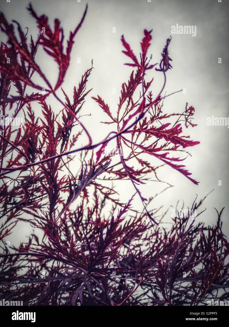 Dark red acer hi-res stock photography and images - Alamy