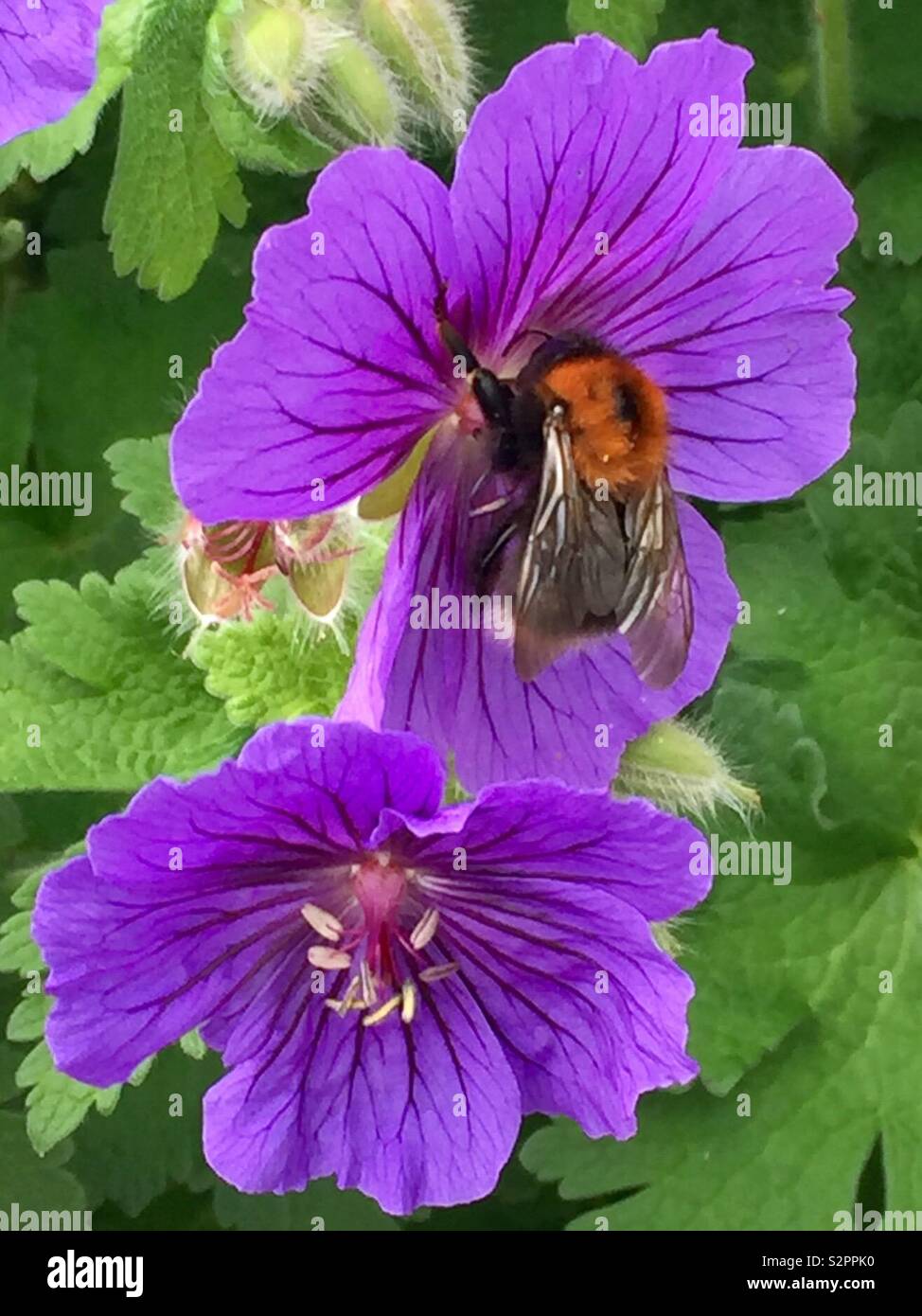 Pollination of flowers hi-res stock photography and images - Alamy