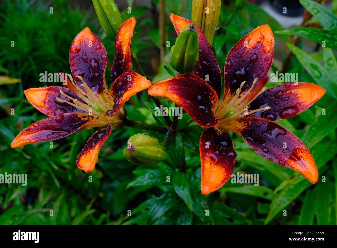 Rain lilies hi-res stock photography and images - Alamy
