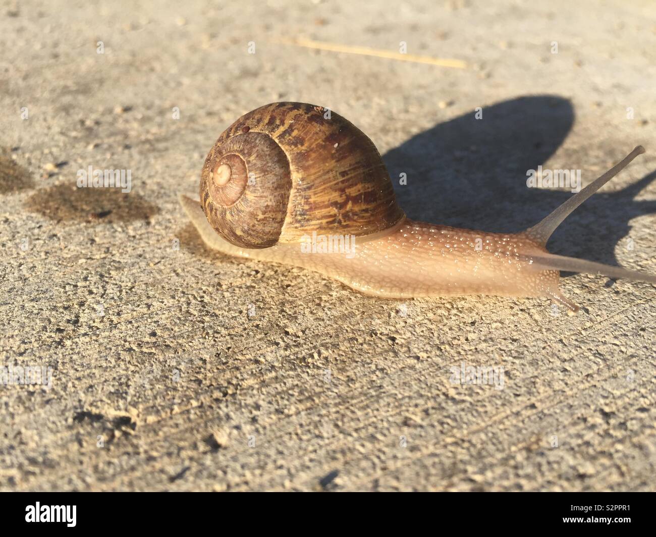 land snail crossing the sidewalk Stock Photo - Alamy