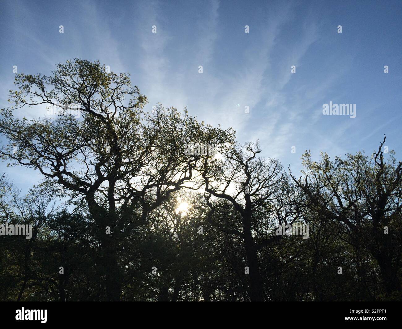 Sunrise through the trees Stock Photo - Alamy