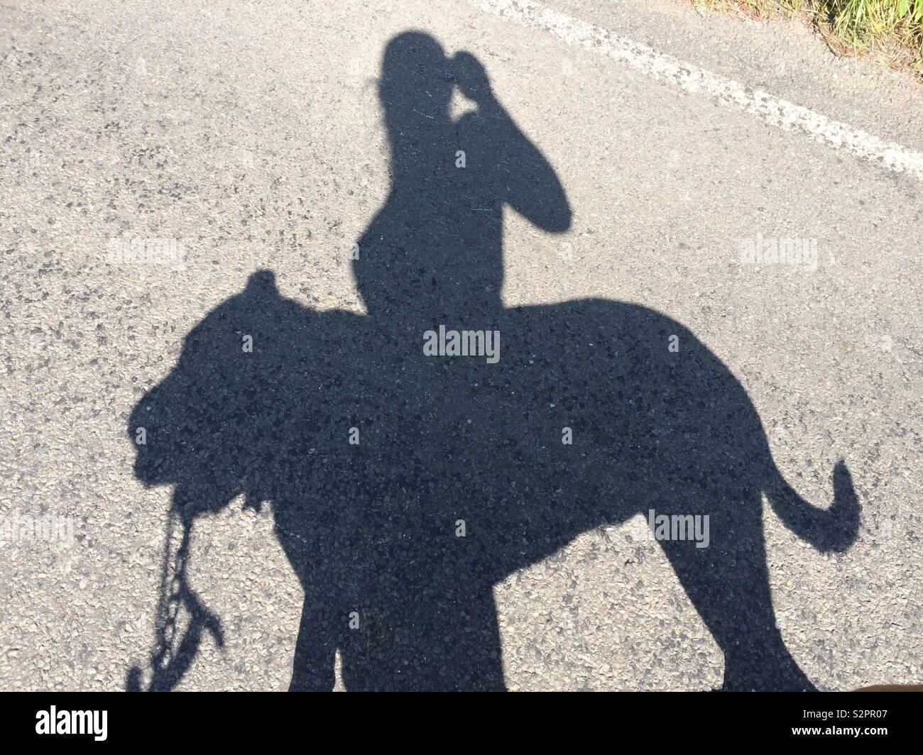 Dog person silhouette Stock Photo - Alamy